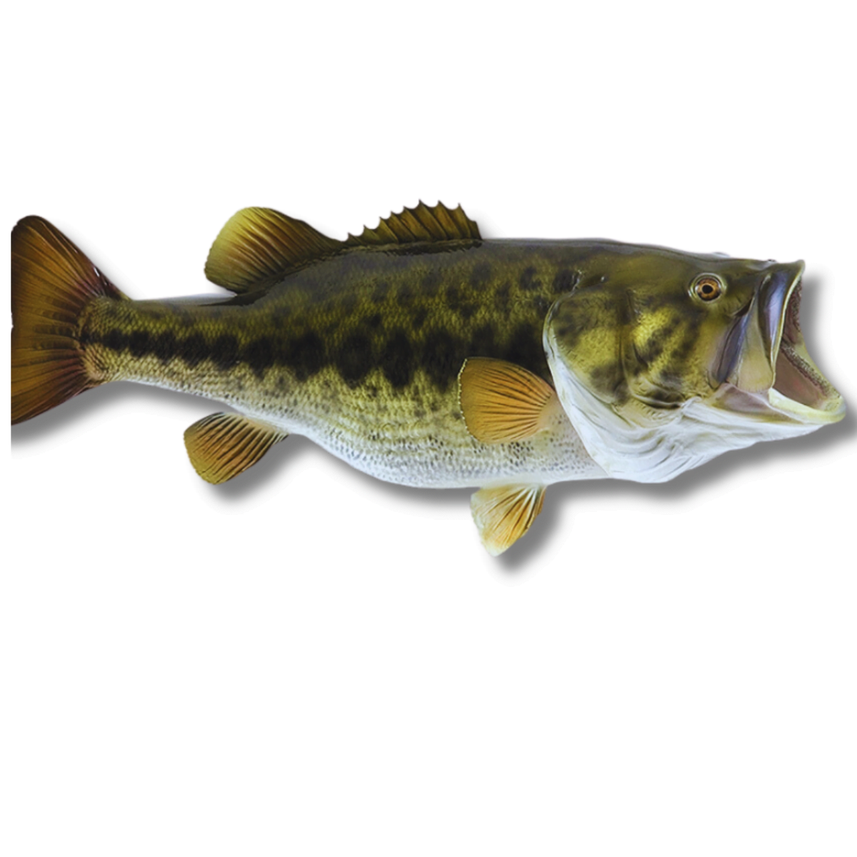 Exploring The Fascinating World Of Largemouth Bass: A Comprehensive ...