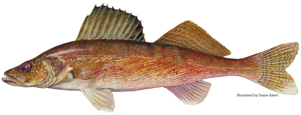 Walleye Encyclopedia: Everything You Need To Know About The Prized ...