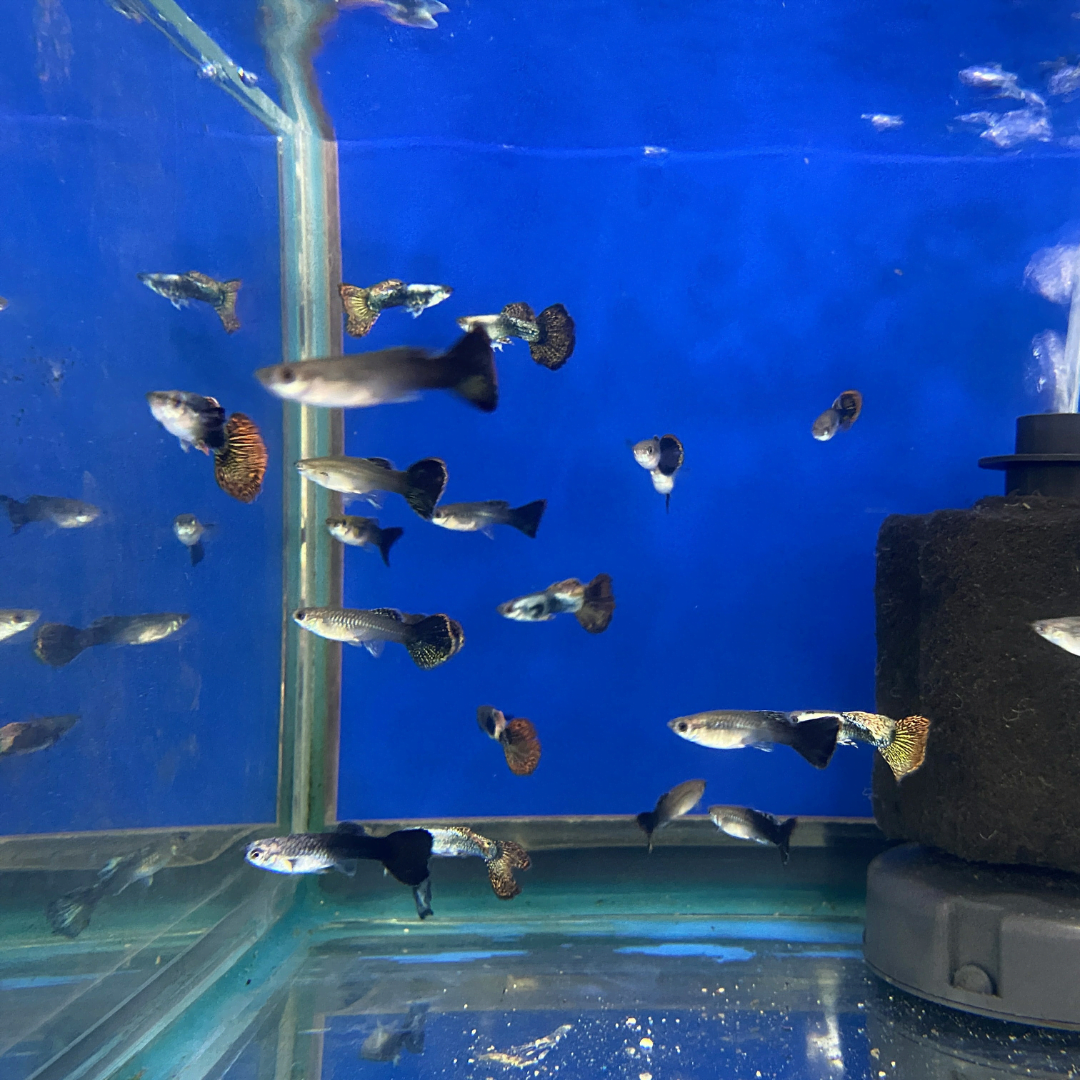 Guppy Breeding 101: A Colorful Hobby - Sea Tigers